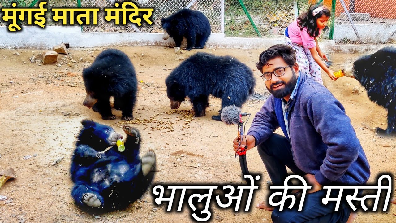 जंगली भालुओं की मस्ती | Bears At Mungai Mata Mandir | Bhalu Mandir ...