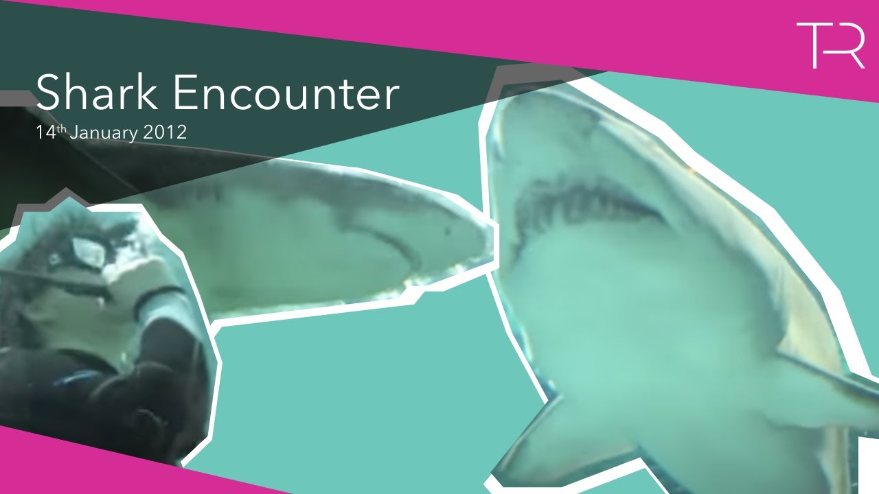 Shark Encounter at Blue Planet Aquarium - YouTube