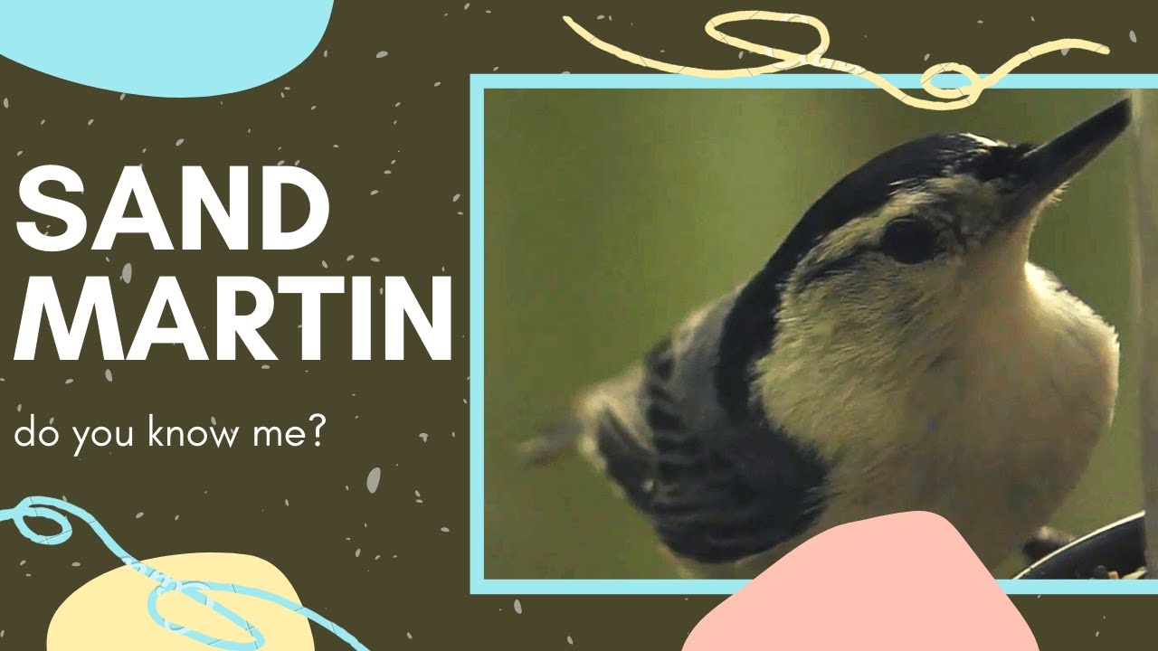 Sand martin facts 🦜 European sand martin 🦜 bank swallow 🦜 collared sand ...