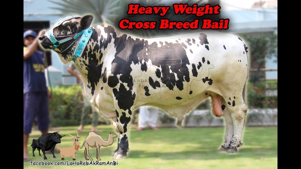 Australian bulls | Bulls Farming | Bakra Eid 2020 | Zoo Network - YouTube