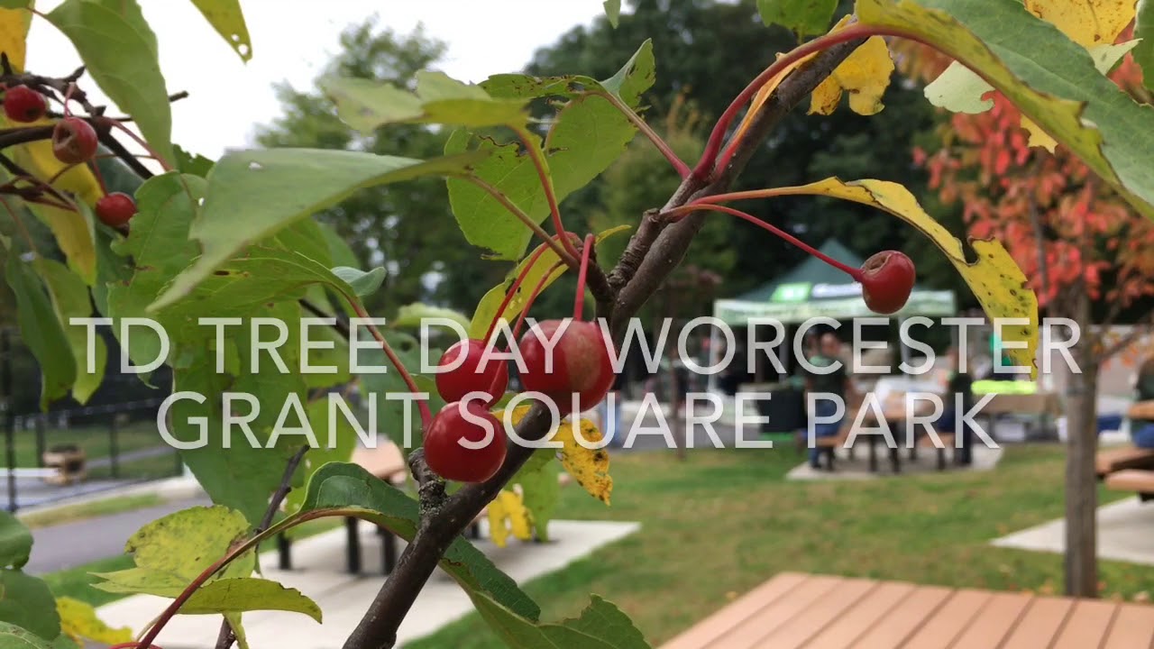 Worcester park trees - YouTube