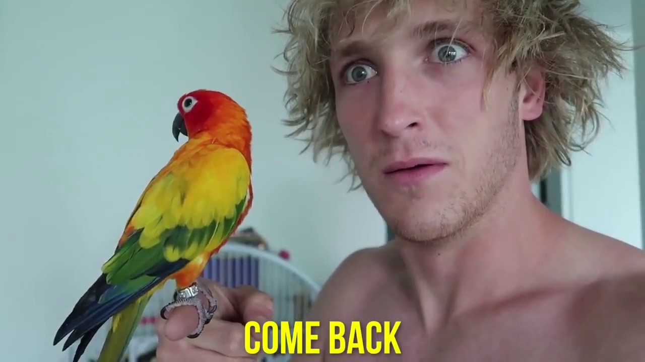 MAVERICK THE PARROT COMPILATION VOL 2 - YouTube