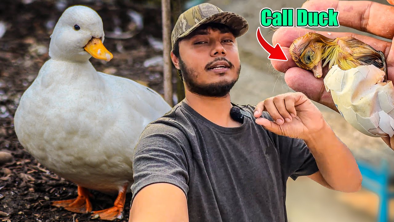Call Duck এর বাচ্চাটা ডিম থেকে বেরোতে পারেনি 💔 - YouTube