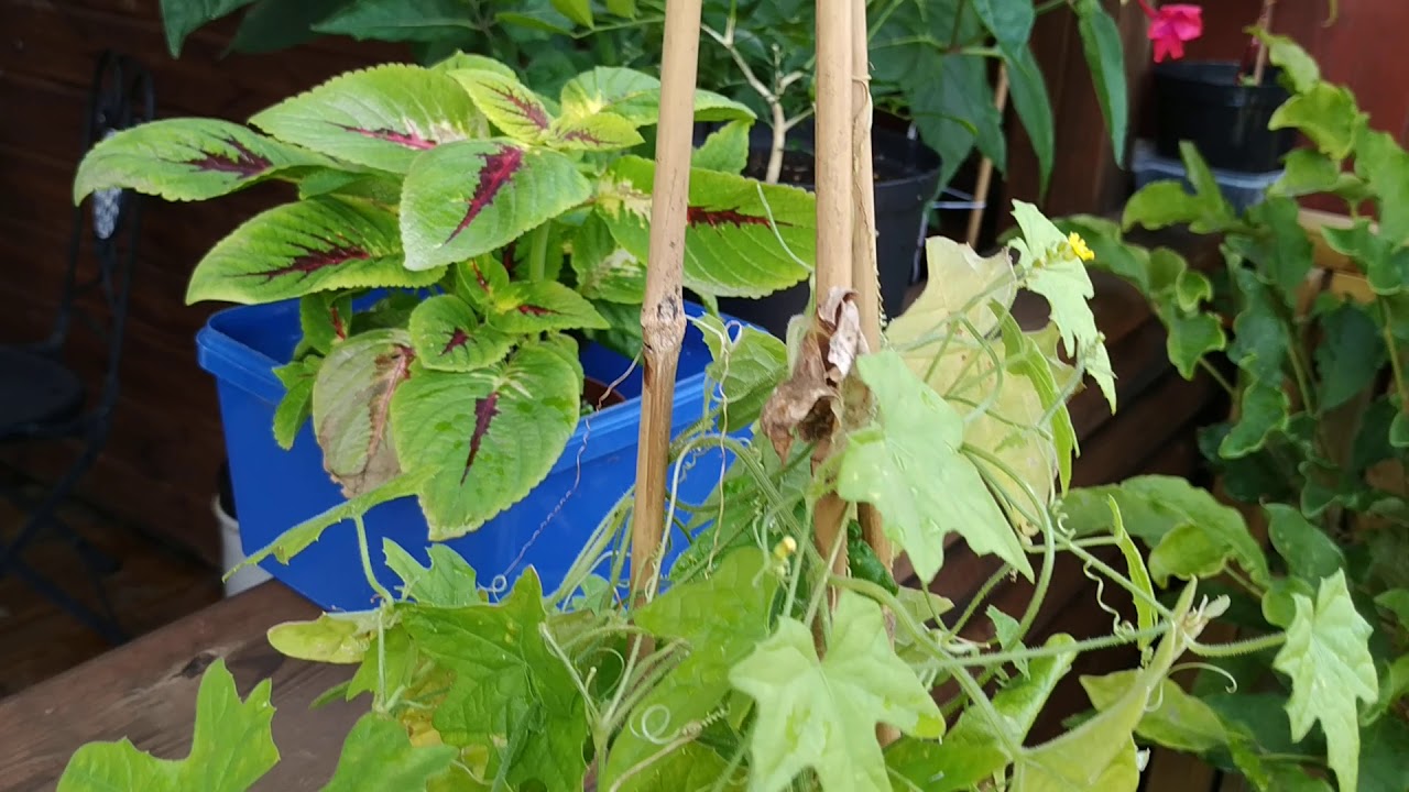 Growing #cucamelon aka. #mousemelon in container - YouTube