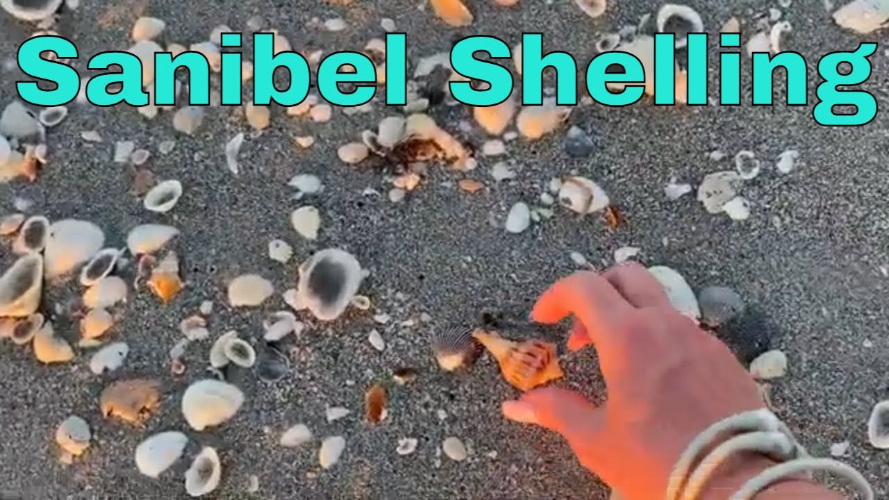 Shelling On Sanibel Island 2023 - Tulips and Sharks Eye Shells - YouTube