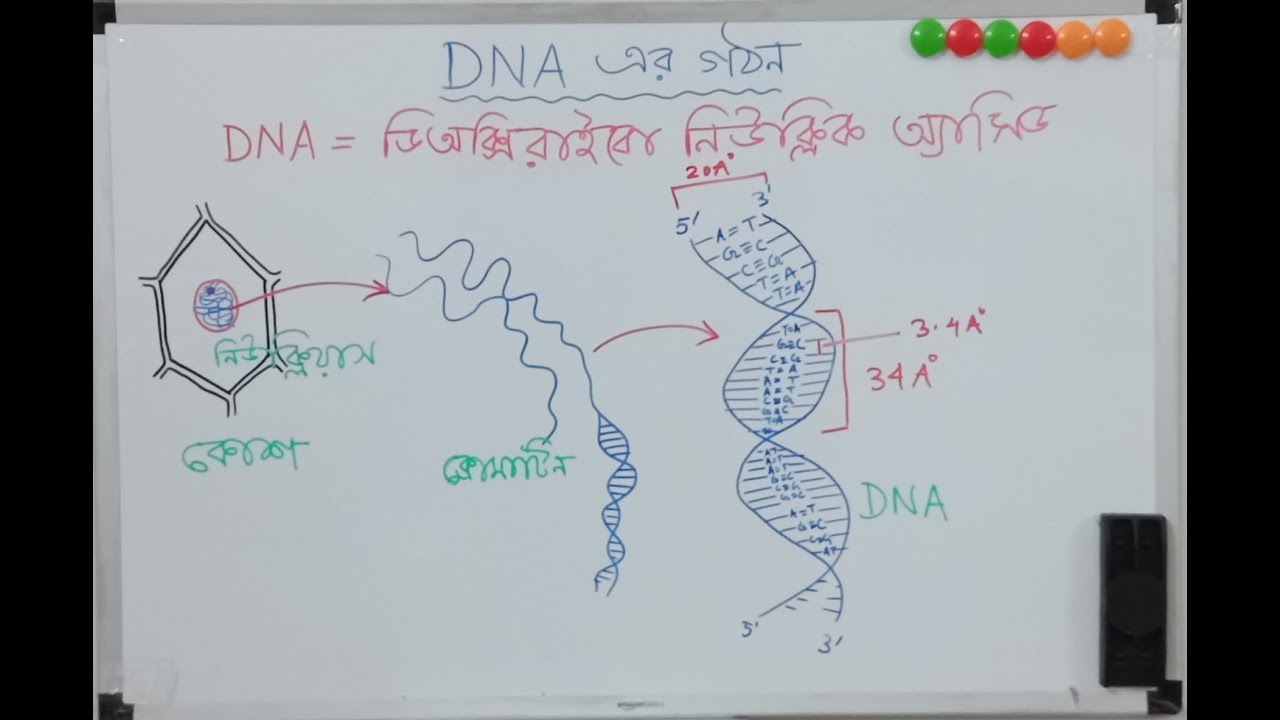 দশম শ্রেণি জীবন বিজ্ঞান: DNA এর গঠন : Structure of DNA (in Bengali ...