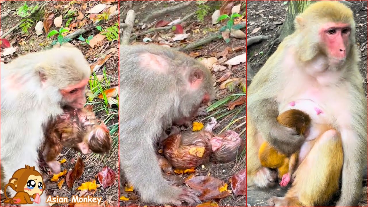 Baby monkeys are so weak, mother monkey please take good care of them ...
