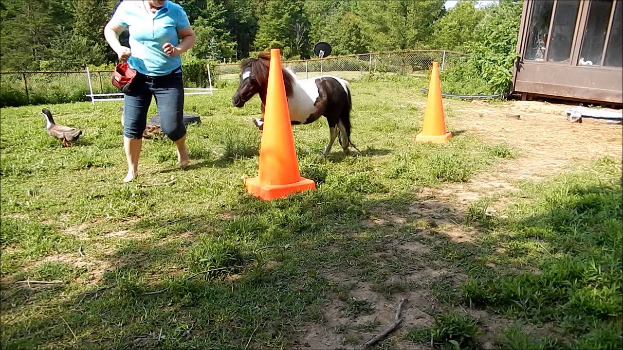 Rita: Mini Horse training 101 Day 2 - YouTube