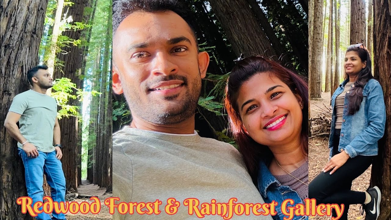 Immersive Rainforest Experience in Melbourne | Must-Visit Nature Escape ...