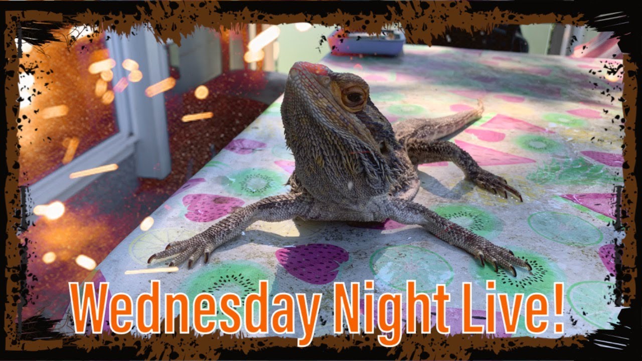Wednesday Night Live! - YouTube
