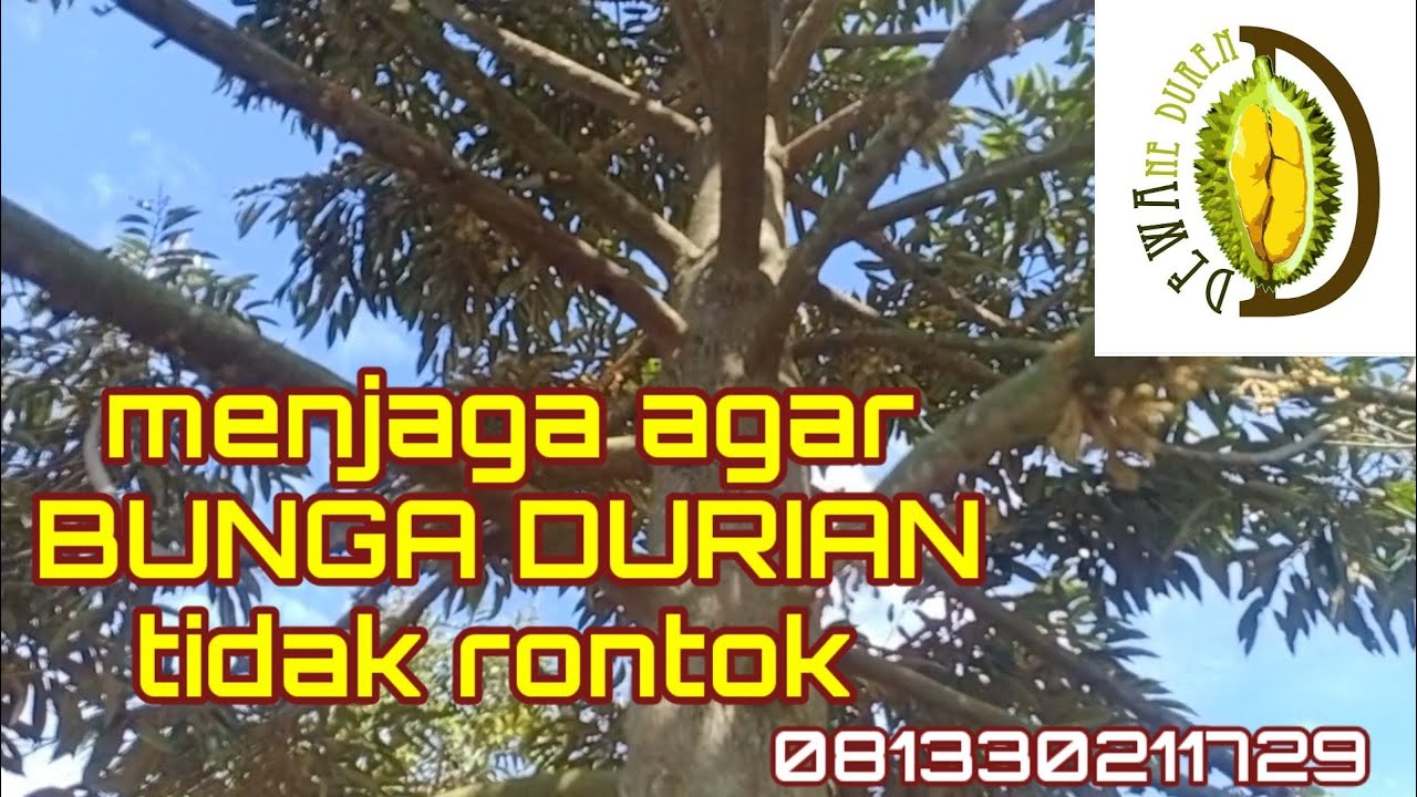 DEWAne Duren Beraksi - Cara Rahasia Agar Bunga Pohon Durian Tidak ...