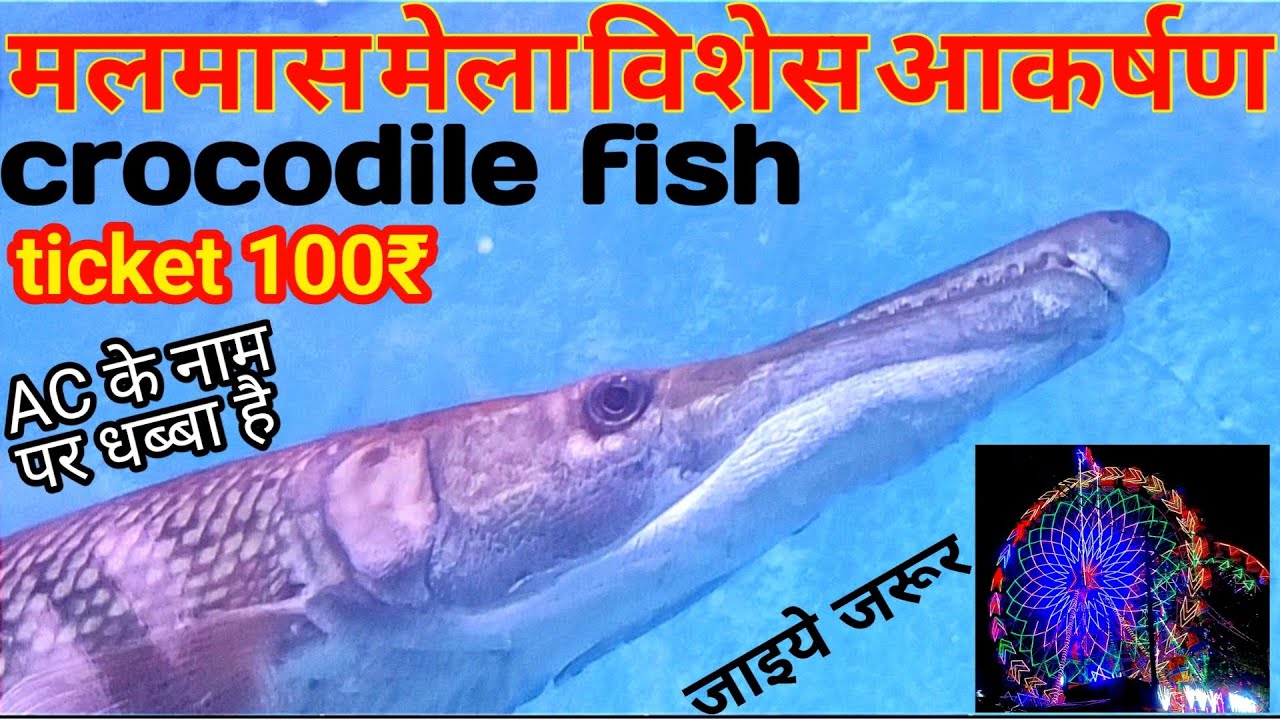 राजगीर मलमास मेला 2023 / राजगीर मलमास मेला Tunnel Fish # ...