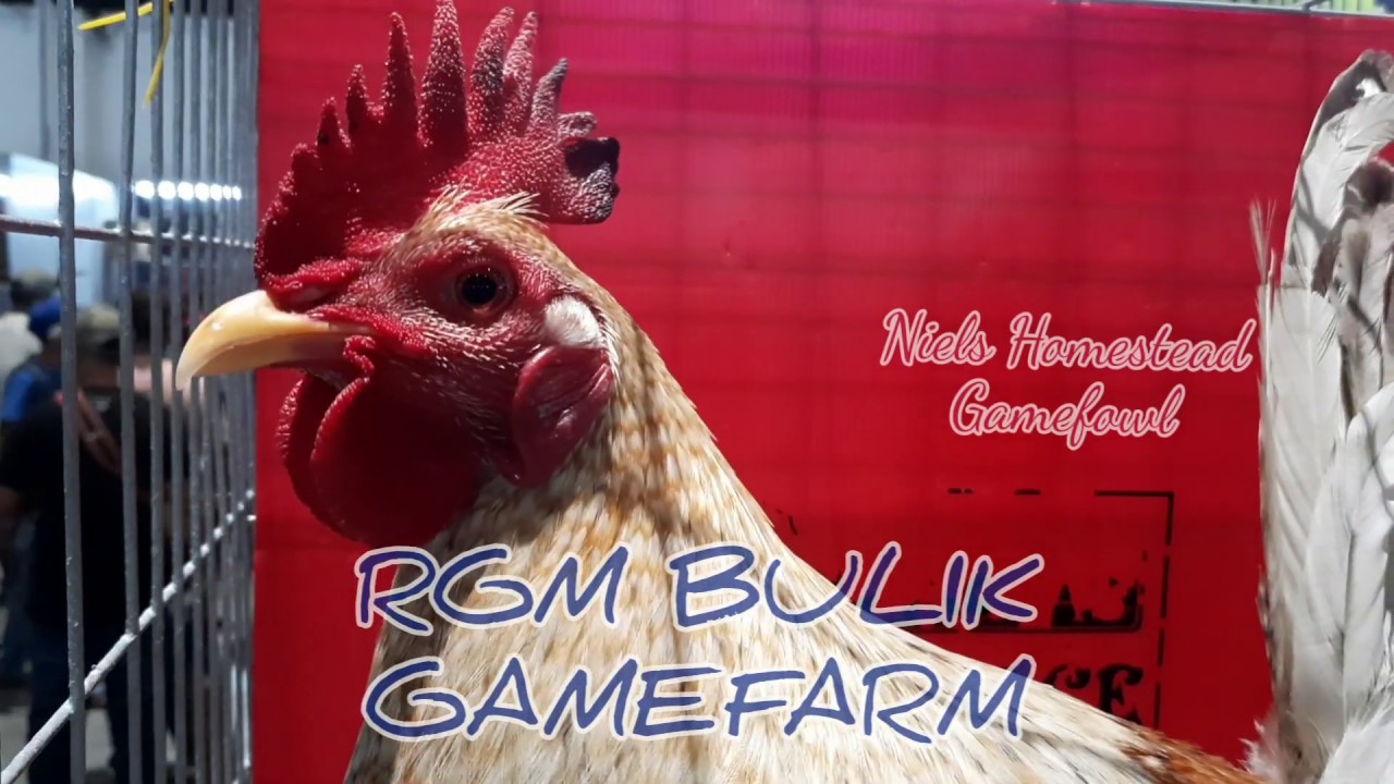 World Gamefowl Expo 2020 RGM BULIK GAMEFARM RAPAPAP GAMEFARM - YouTube