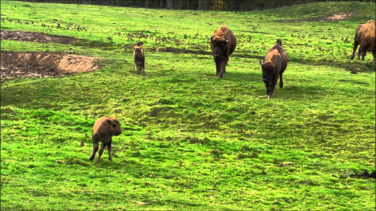 Bouncing Baby Bison - YouTube