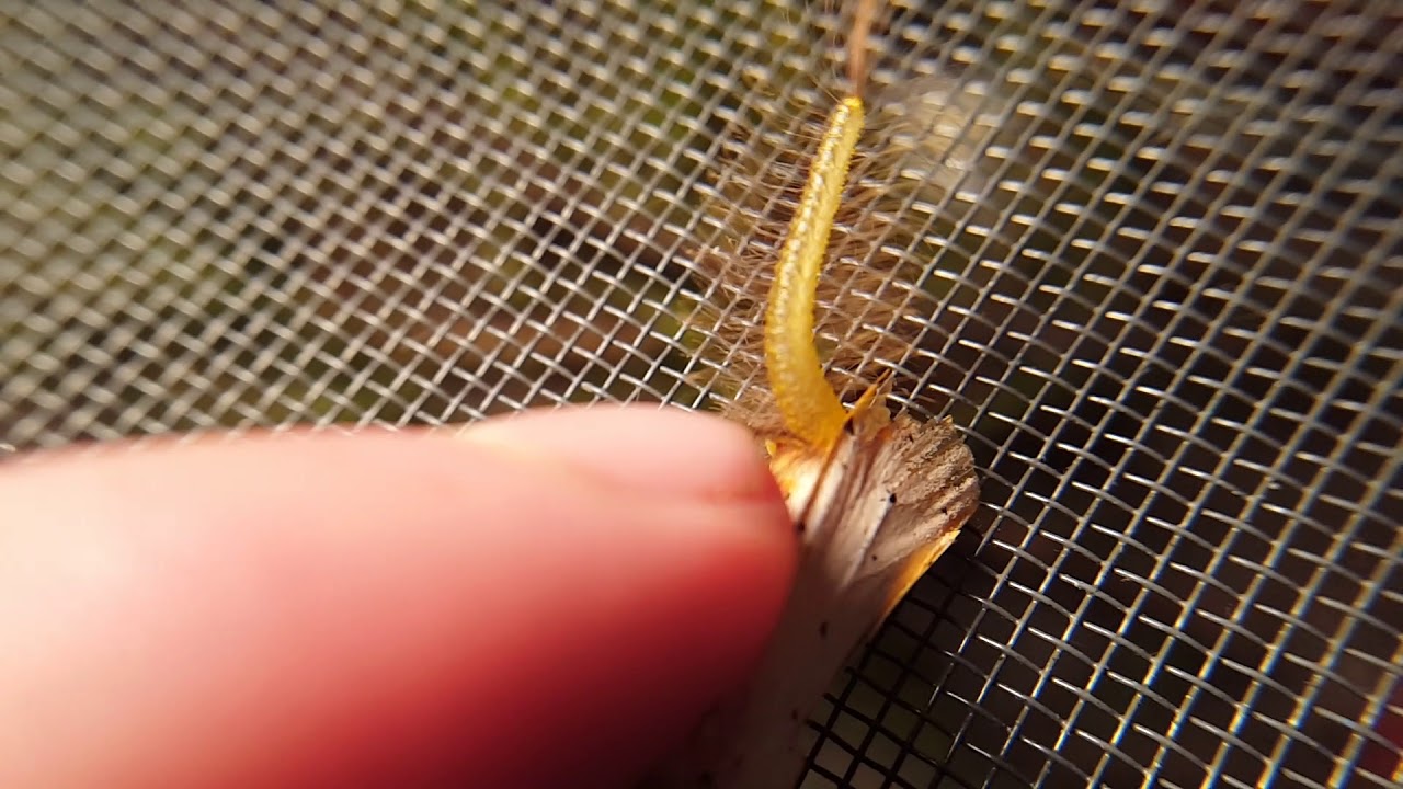 Male Salt marsh moth and coremata Hair pencils - YouTube