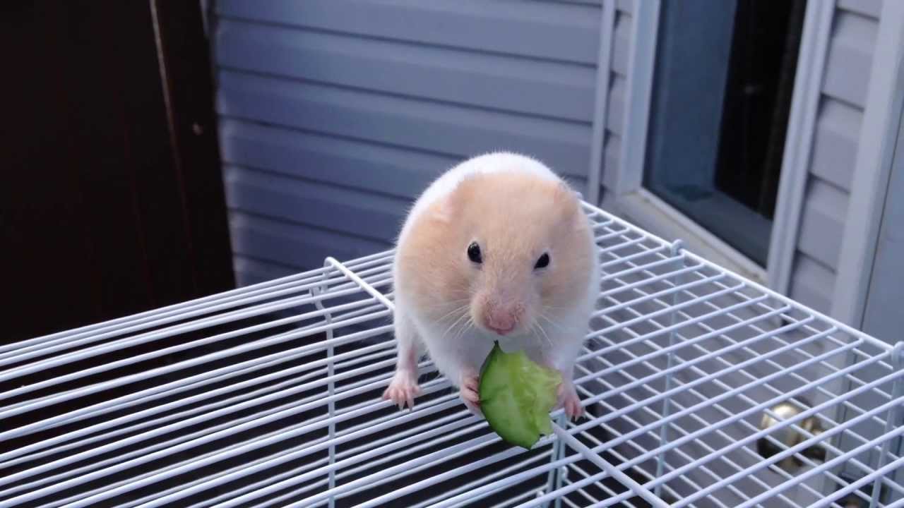 Hamster eating cucumber - YouTube