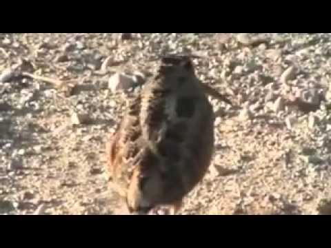 American Woodcock Dances to Get Down On It - YouTube