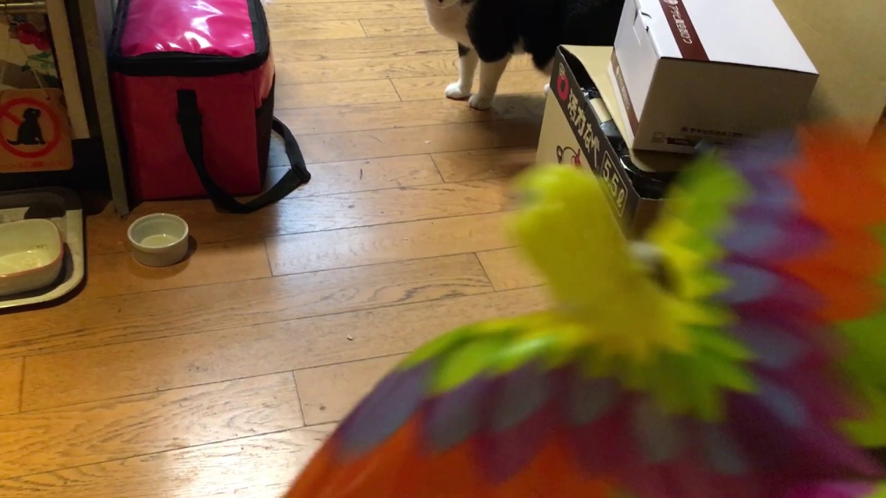 パタパタバードを猫に見せてみた結果。cats got a patapata bird, they like it. - YouTube