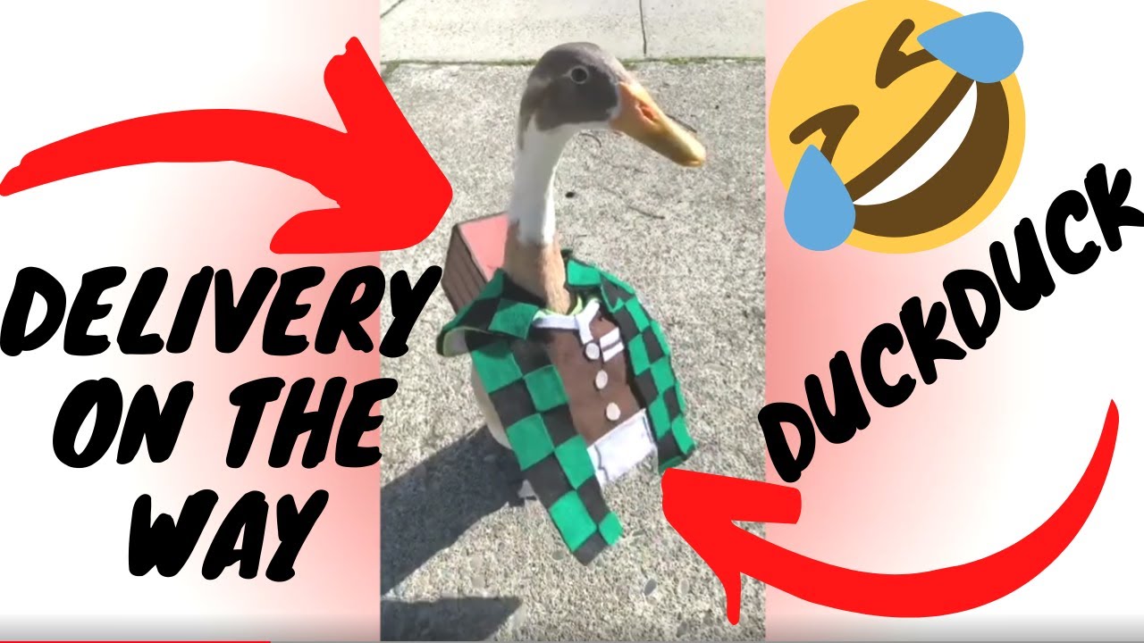 TRY NOT TO LAUGH - FUNNY BIRDS FAILS - YouTube