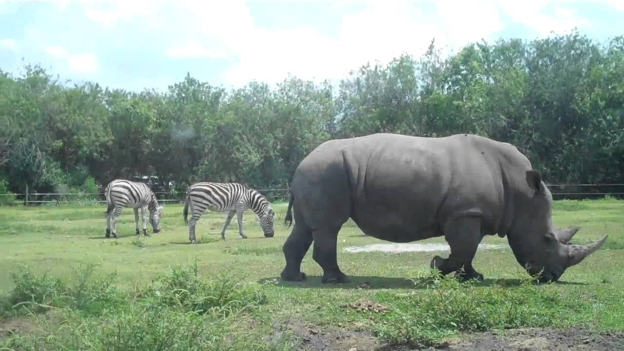 Rhino Zebra Pooping - YouTube