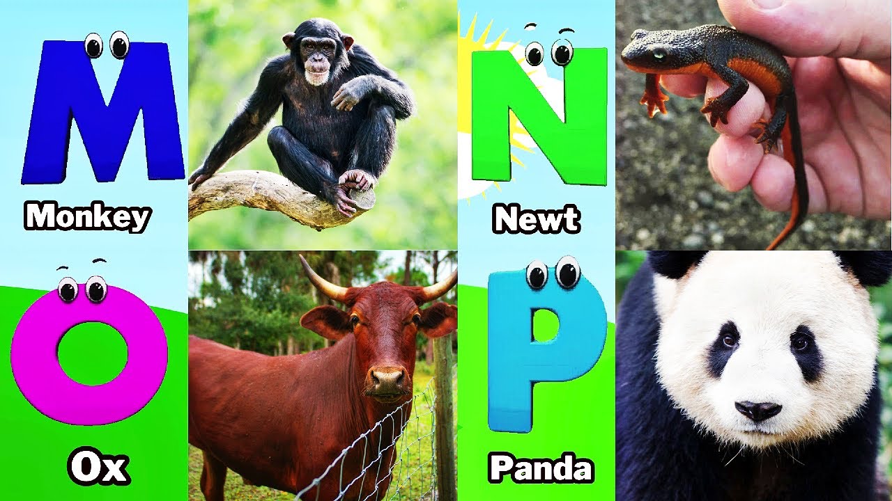 ABC - Alphabet Song - ABC Song - Collection - 2024 #1370 - YouTube