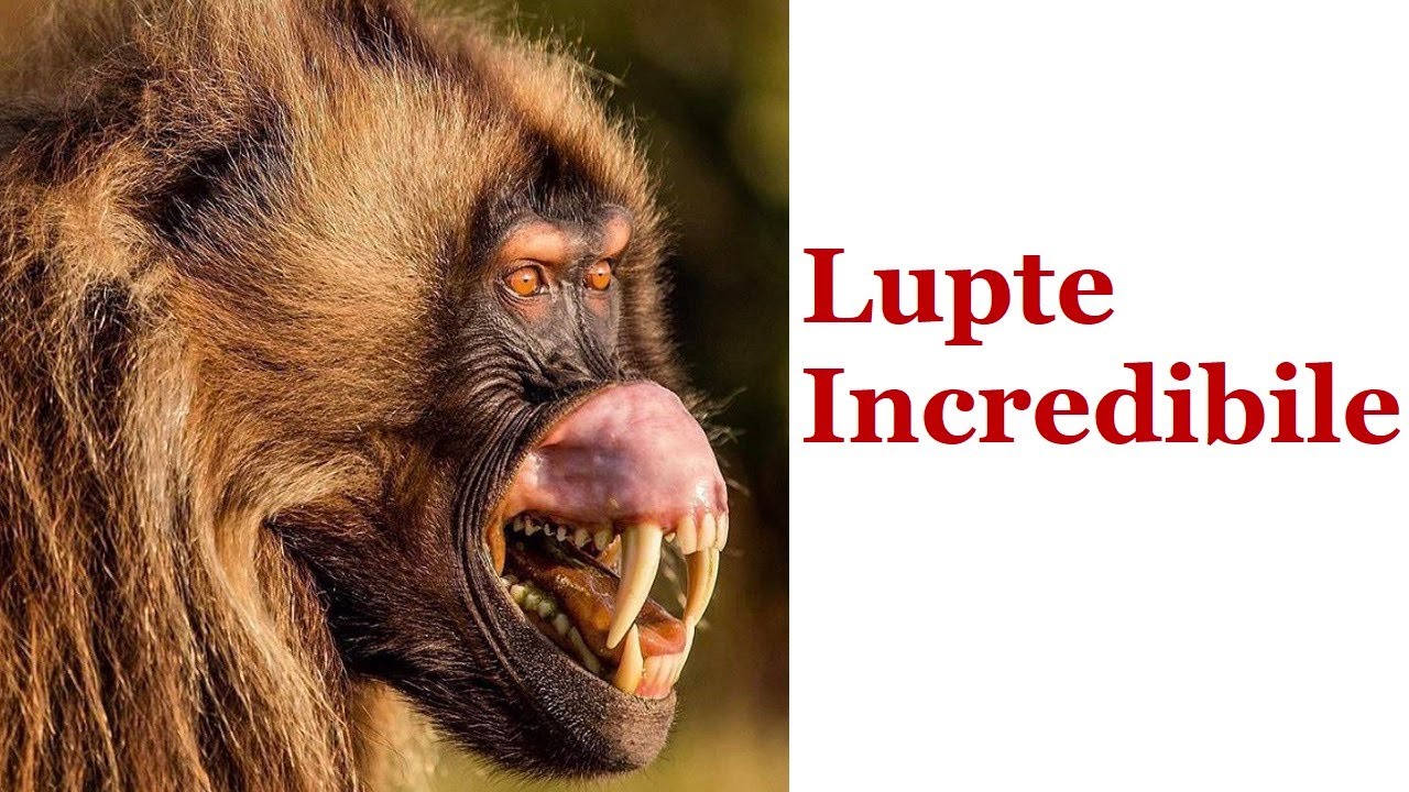 Lupte incredibile intre animale salbatice| Leu, elefant, rinocer ...