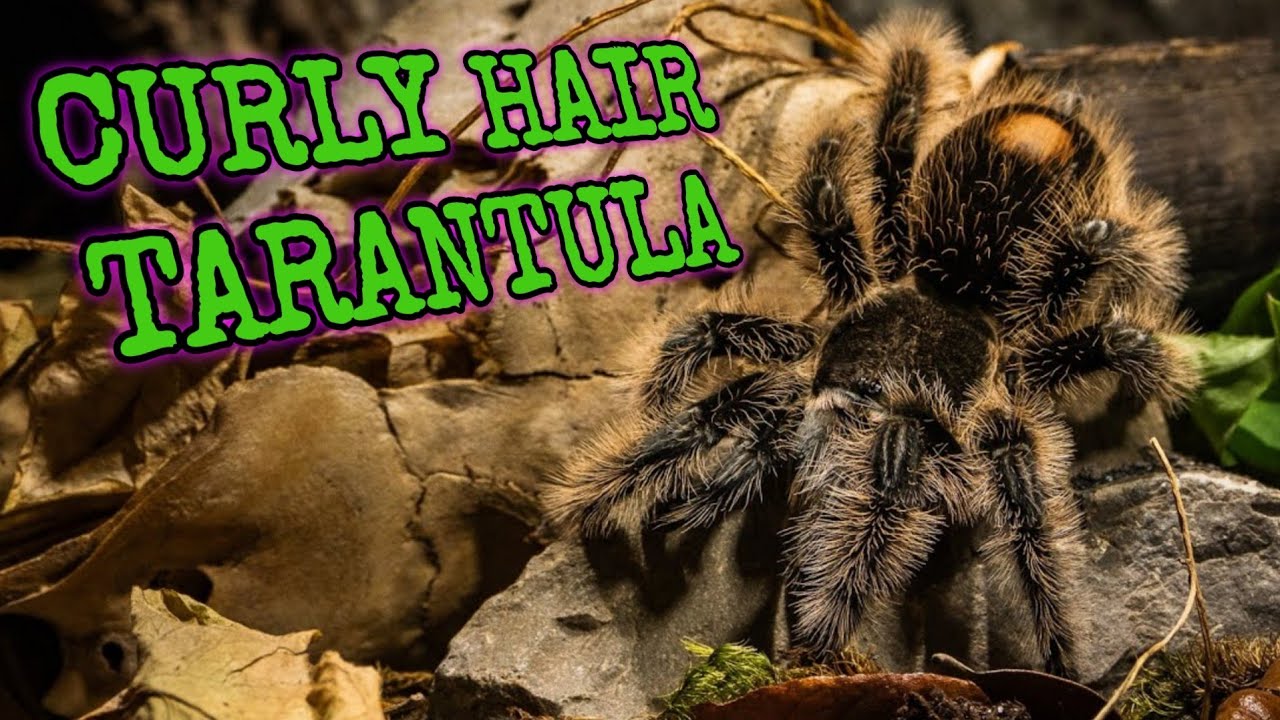 Curly Hair Tarantula: Nature's Masterpiece of Adaptation - Tliltocatl ...
