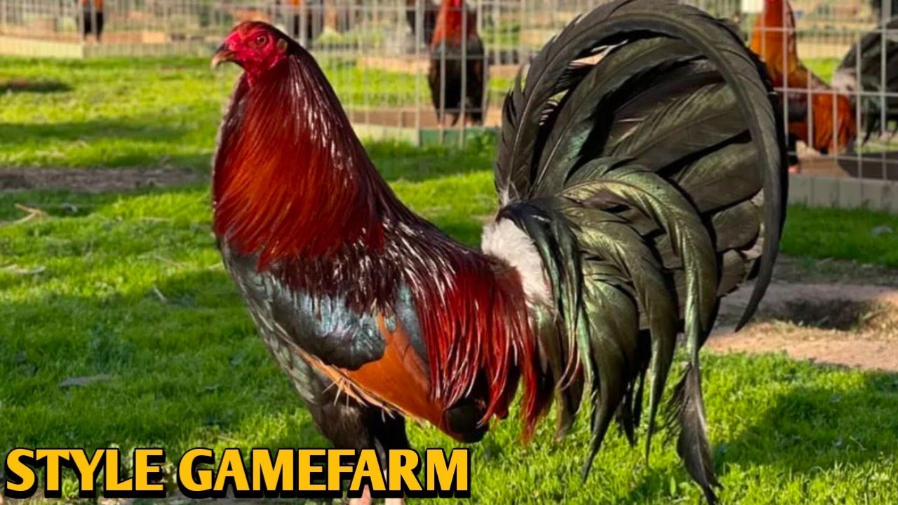 Sweater Grey Kelso - STYLE FARM - YouTube