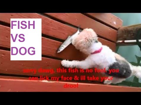 Fish Vs Dog [Viral Rap Remix Video] - YouTube