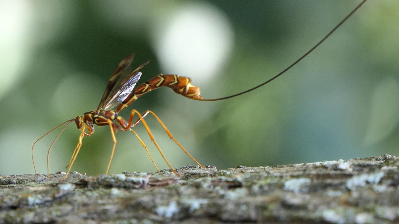 Long-tailed Giant Ichneumonid Wasp lays egg in trunk of dead tree - YouTube