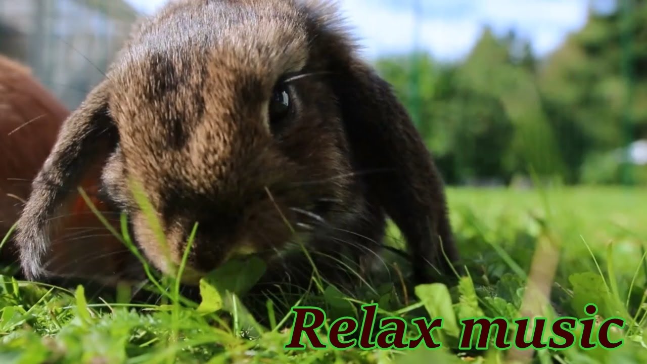 Rabbits & RELAX piano music - for rest, relaxation, meditation, stress ...
