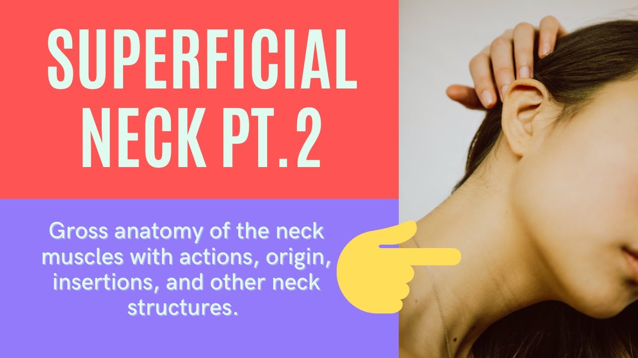 Superficial Neck Gross Anatomy Part 2 #anatomy - YouTube