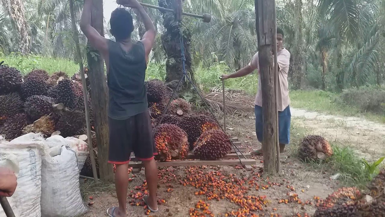 Timbang sawit di bukit sawit - YouTube