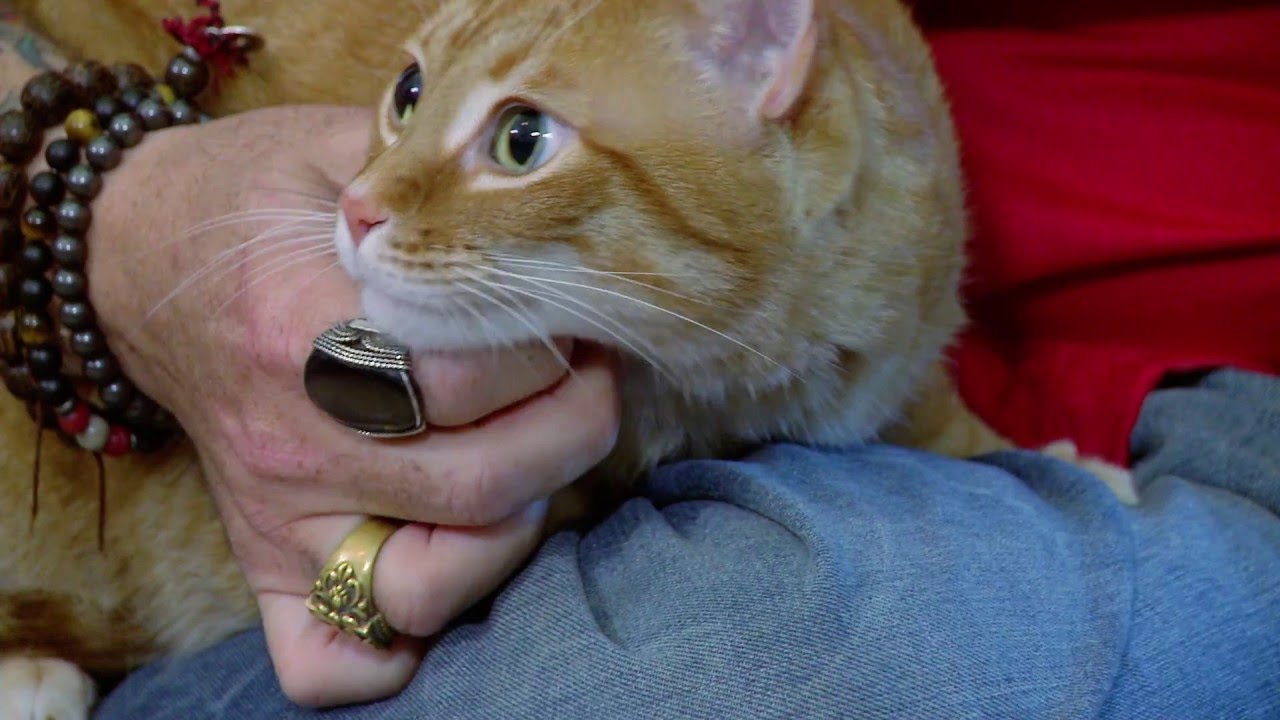 Mi gato endemoniado con Jackson Galaxy- Animal Planet - YouTube