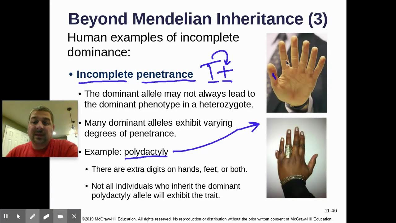 AP Biology Sec 11.4 - Beyond Mendelian Inheritance - YouTube