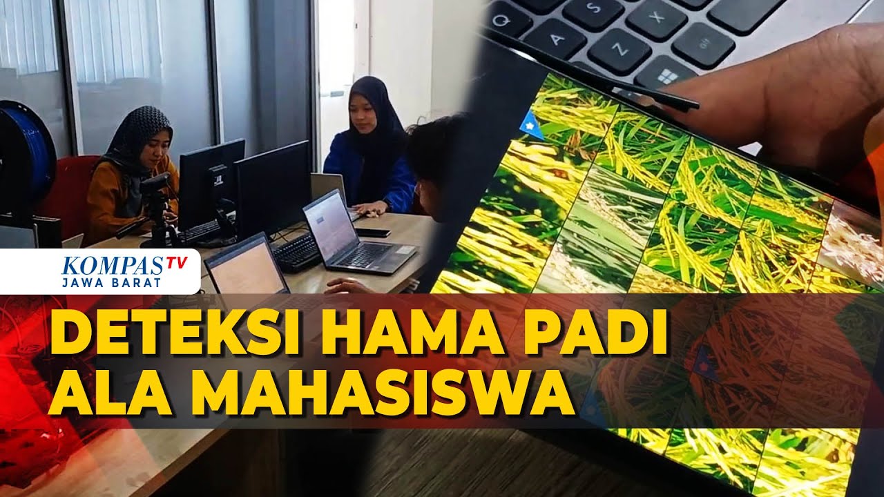 Aplikasi Ini Bisa Deteksi Hama Padi. Bangga, Hasil Karya Mahasiswa ...
