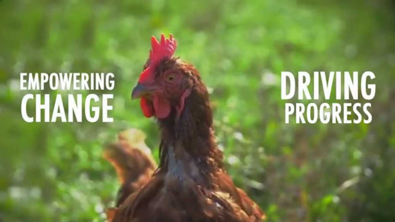 The Humane League - Celebrating 10 Years of Helping Animals - YouTube