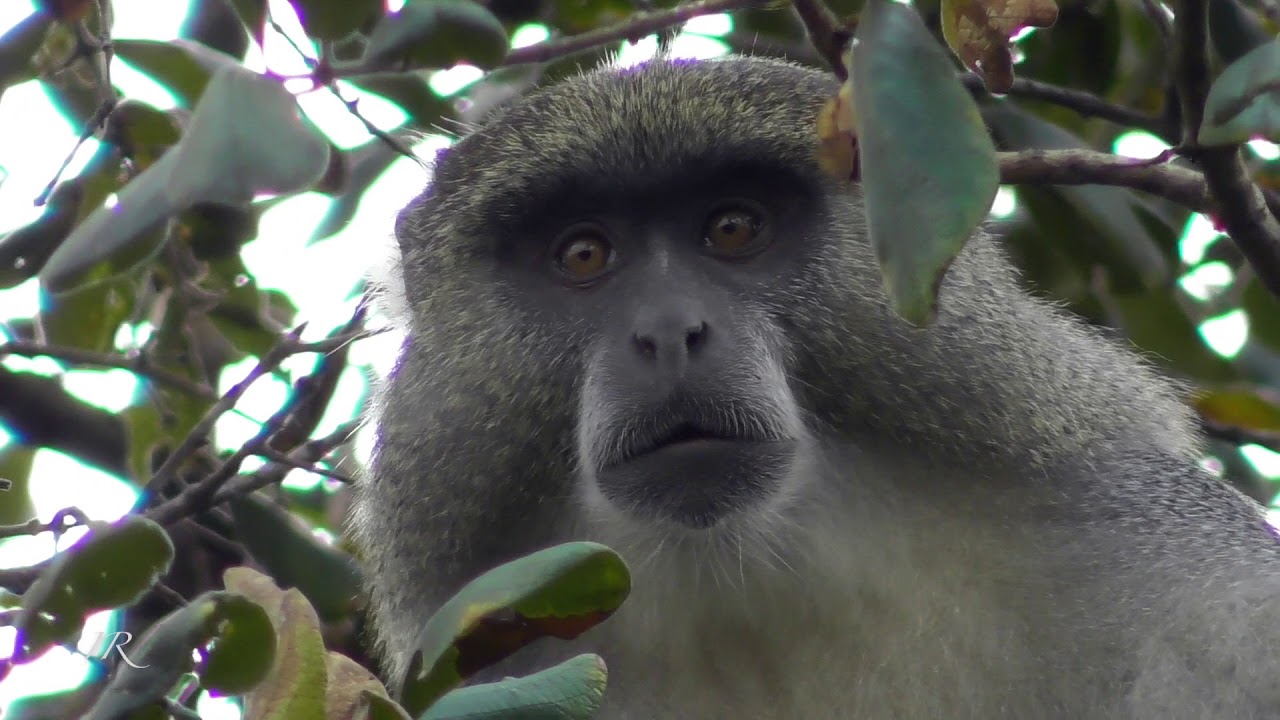 Who is the boss? Samango monkey - showing off in camp - YouTube