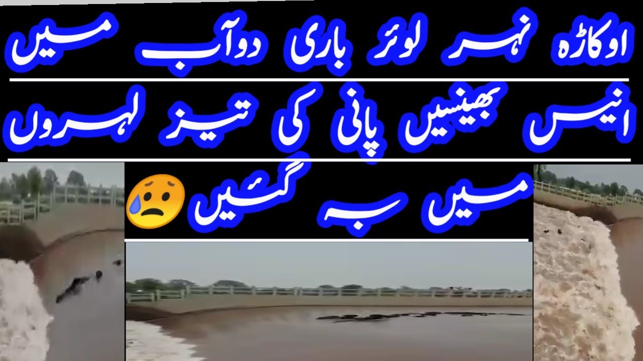 Nineteen Buffaloes Drowned in Okara Canal Lower Bari Doab||اوکاڑہ 19 ...