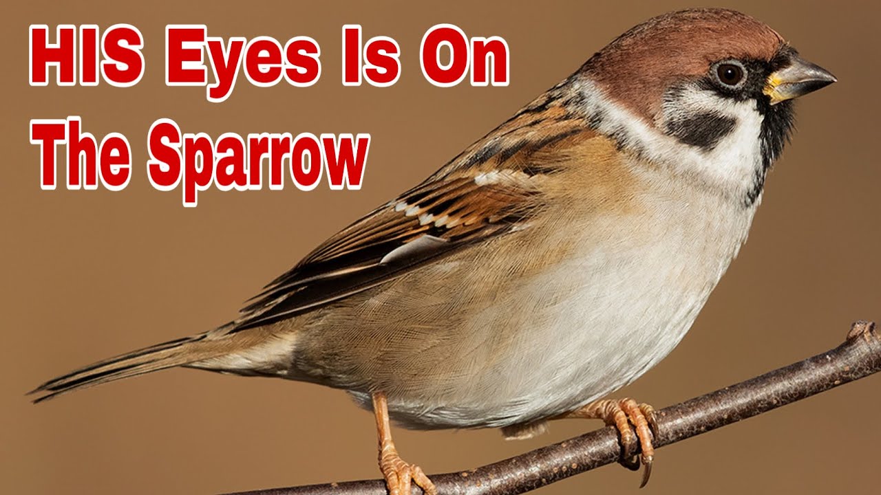 HIS EYES IN ON THE SPARROW BY EMILY F. AND HANNAH N. - YouTube