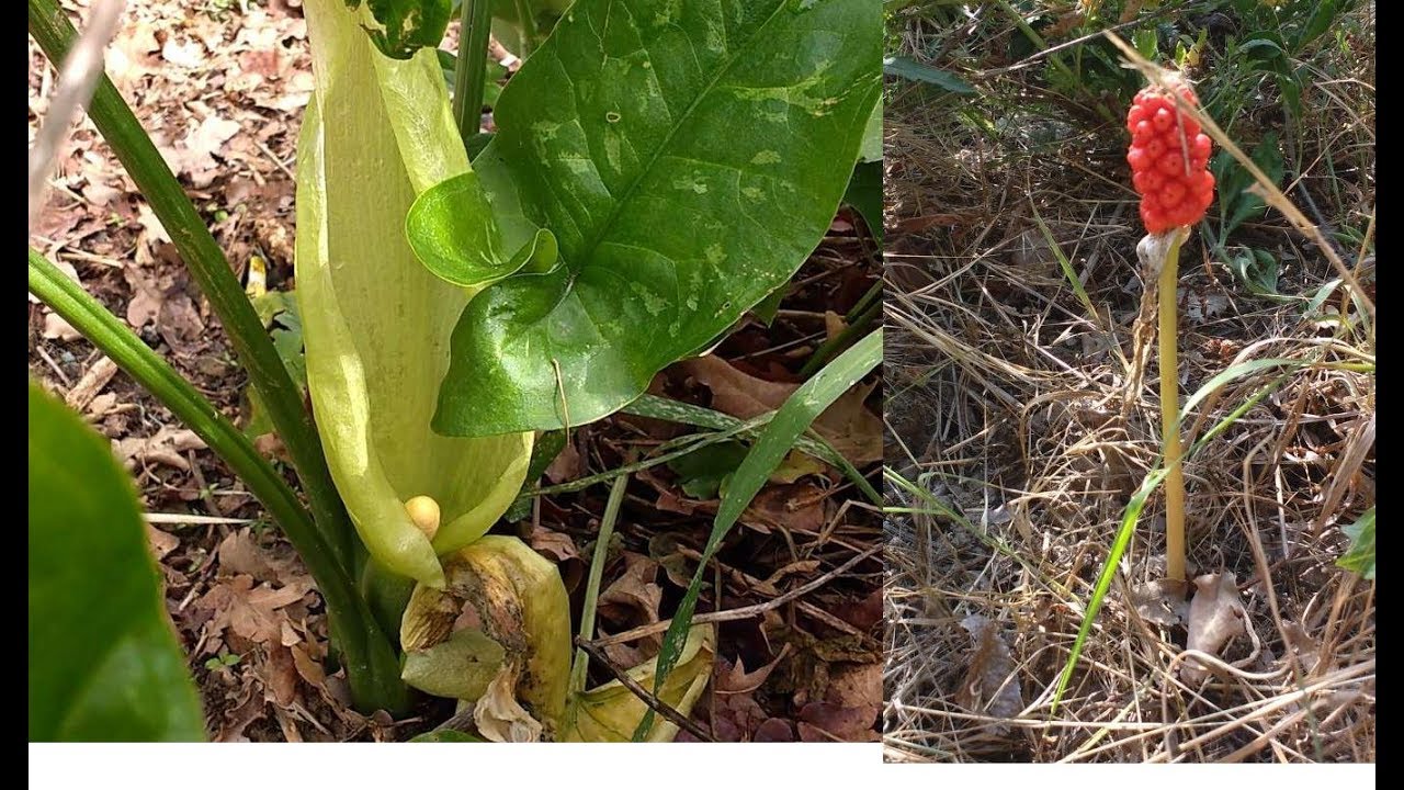 Calla selvatica (Arum) toxic,medicinal plant - YouTube
