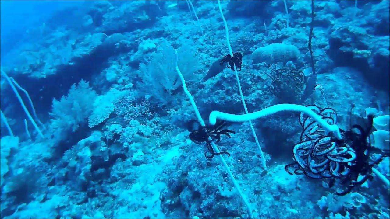 pinnacle reef dive 25 Oct 2014 - YouTube