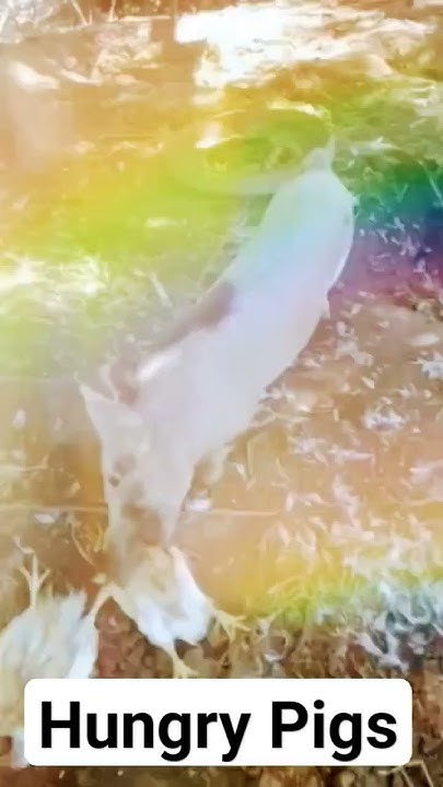 Hungry Pigs #pigs #piglet #animallifevideos - YouTube