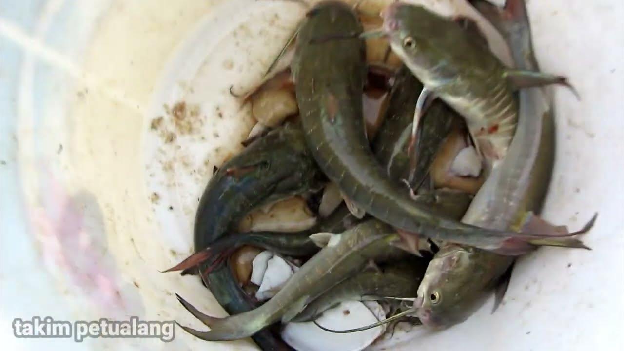 CARA MEMASANG UMPAN KERANG UNTUK MANCING IKAN DUKANG - YouTube
