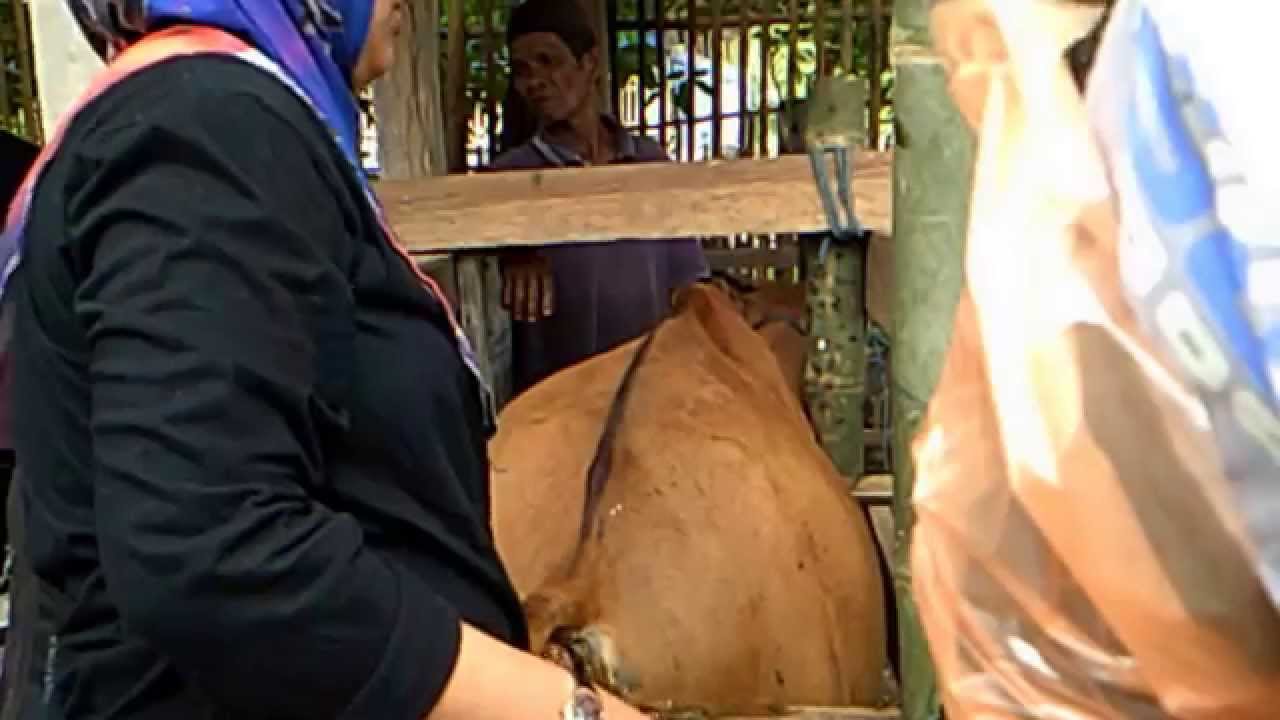 Palpasi Rektal - YouTube