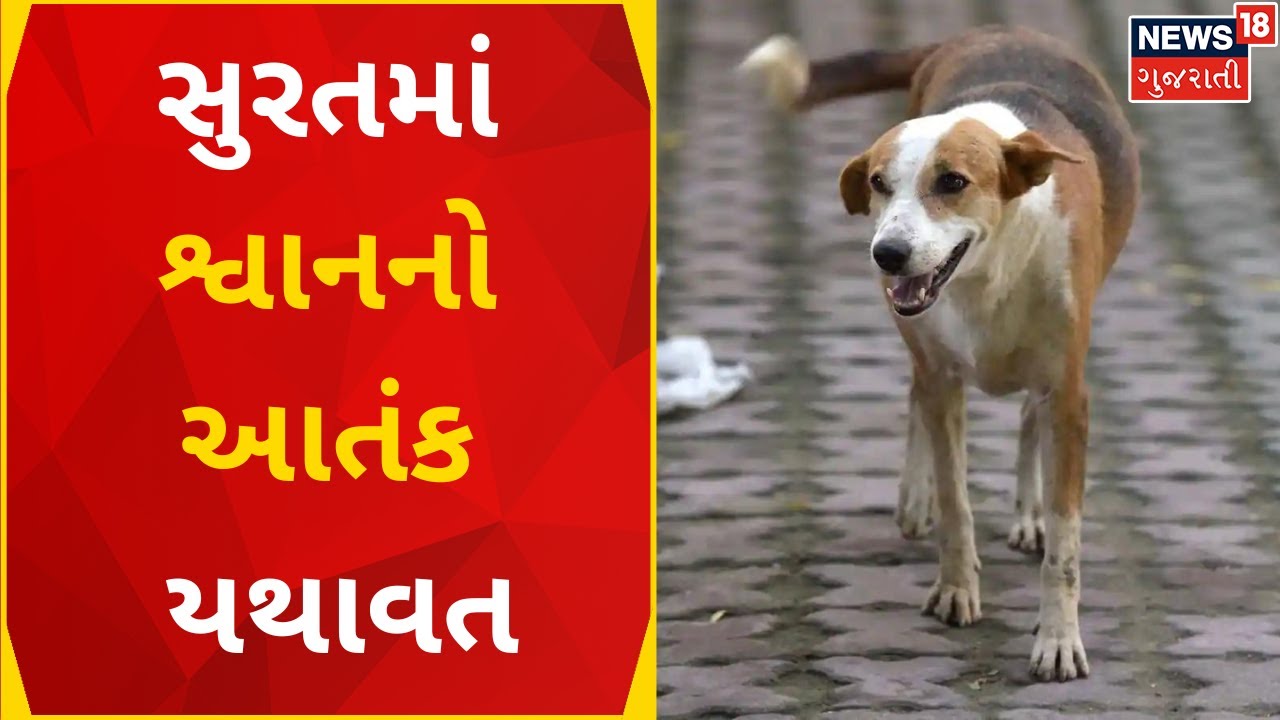 Surat News : સુરતમાં શ્વાનનો આતંક યથાવત | Stray Dog | Gujarati News ...