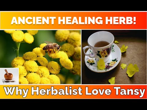 Tansy: The Surprising Health Benefits & Everyday Uses You Never Knew!