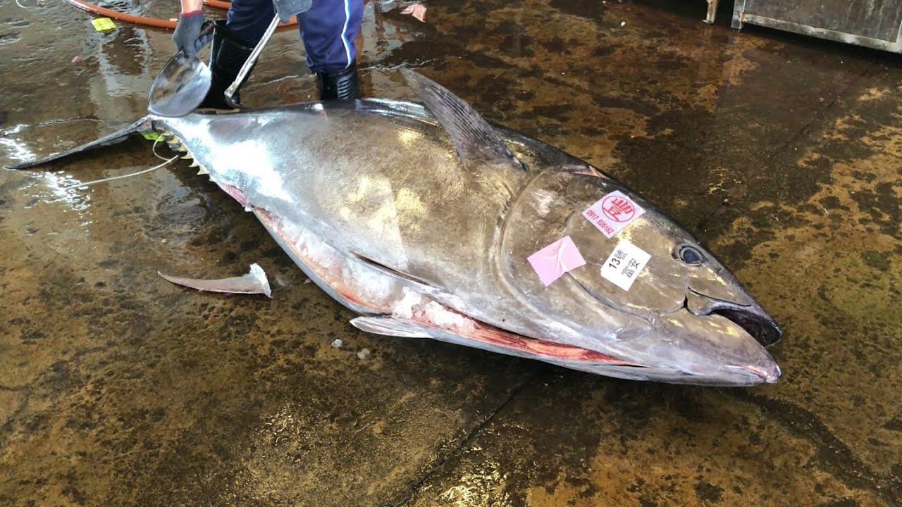 The Fine Art of Tuna: Exploring the Intricacies of Bluefin Tuna Carving ...