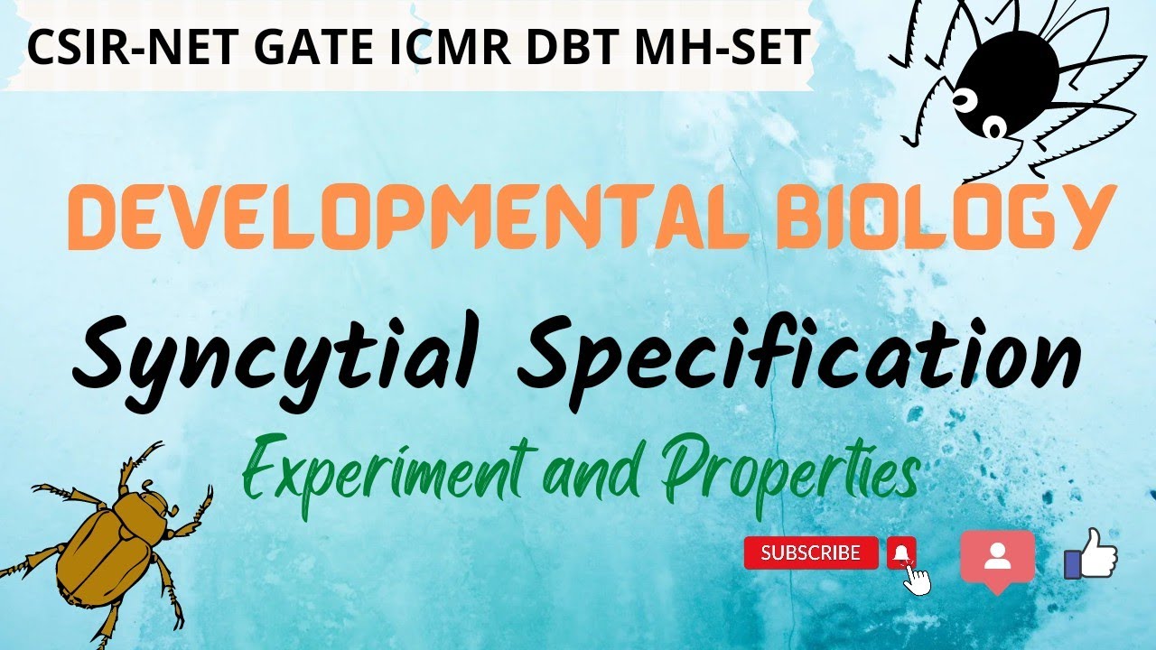 Syncytial Specification l Developmental Biology l Modes of ...