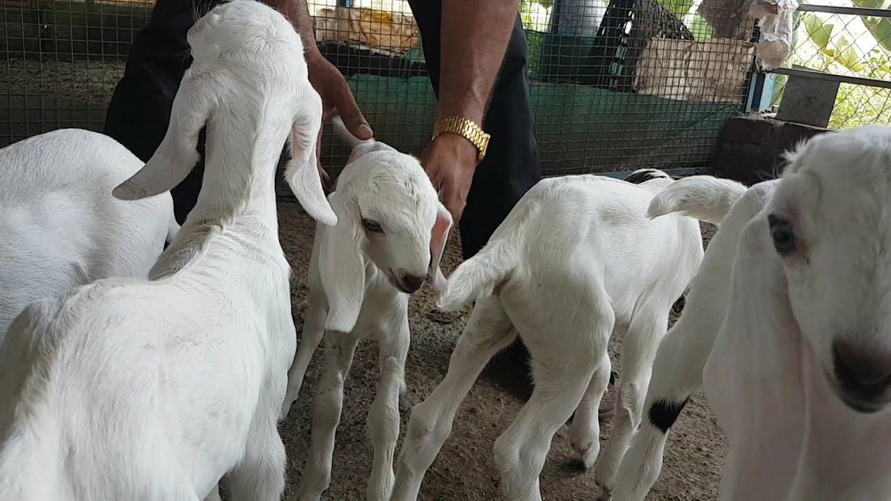 Breeding Setup At Bethlehem Goat Farm. - YouTube